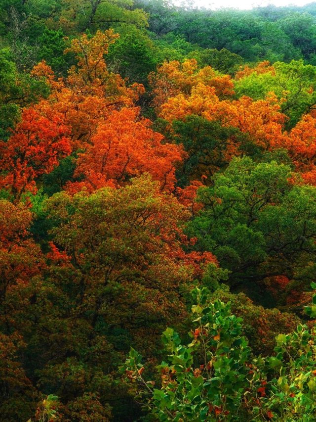Fall Colors In Texas - The Style Ride